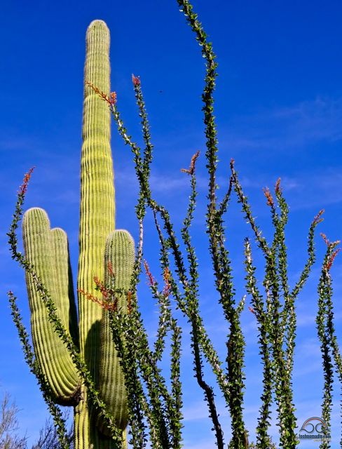 ocotillo in bloom | Technomadia