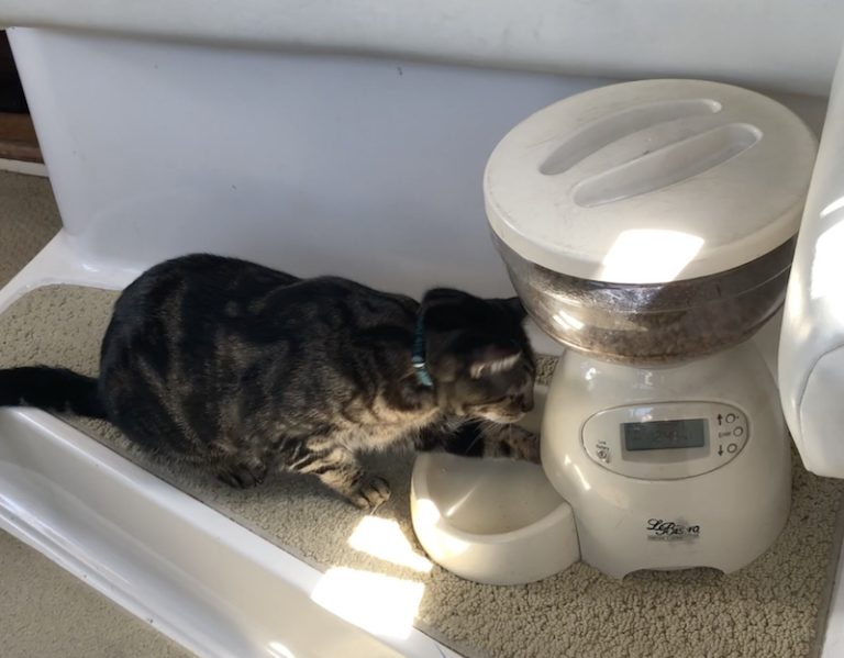 Feeding a Cat on the Road (Robotic Wi-Fi Controlled Food Dispenser ...
